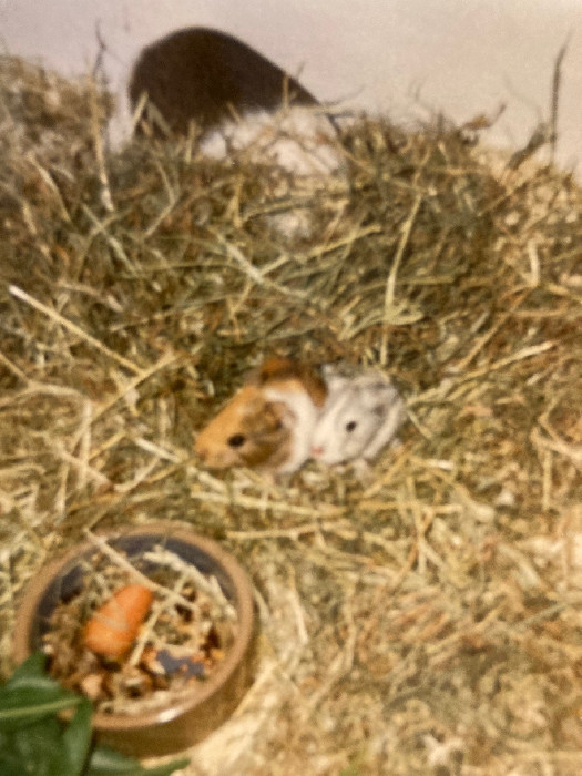 Fødte kuld 1997 :: Capella